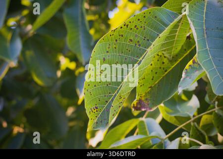 Walnut anthracnose or walnut black spot - Gnomonia, Ophiognomonia ...