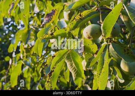 Walnut anthracnose or walnut black spot - Gnomonia, Ophiognomonia ...