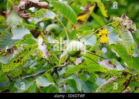 Walnut anthracnose or walnut black spot - Gnomonia, Ophiognomonia ...