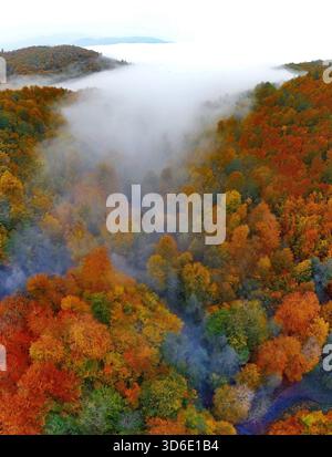 Mesmerizing view of autumn dense trees in the forest Stock Photo - Alamy