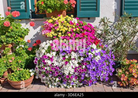 Varieties of petunia and surfinia flowers in the pot Stock Photo - Alamy