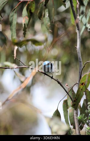 Male Australian Superb Fairy Wren perched Stock Photo - Alamy