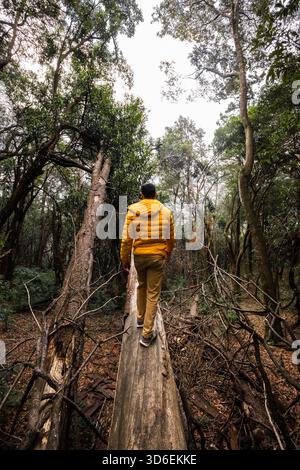 A forest path surrounded by dense trees Stock Photo - Alamy