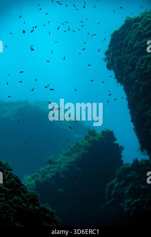 Underwater view of a swarm of small, dark fish near the coastal reefs ...