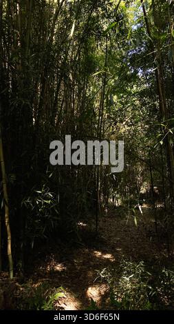 A lush green bamboo forest forms a natural tunnel under a clear sky ...