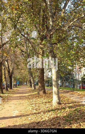 Milan, autumn trees and leaves all around in the center of the city ...