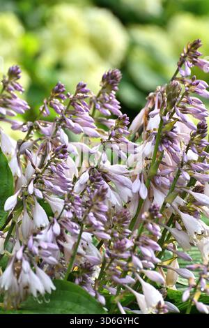 Blue Plantain-lily (Hosta ventricosa) Plantae Stock Photo - Alamy