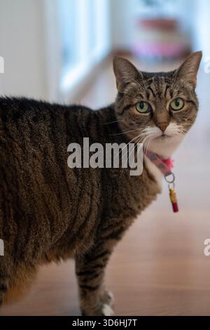 Beautiful specimen of European breed female cat Stock Photo - Alamy