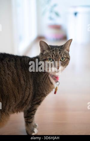 Beautiful specimen of European breed female cat Stock Photo - Alamy