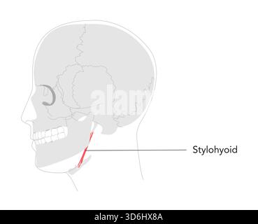 Suprahyoid muscles anatomy diagram, labeled stylohyoid, digastric ...