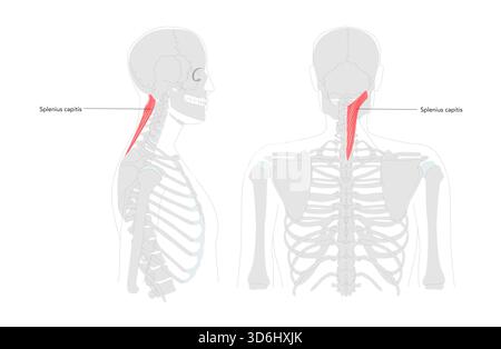Splenius capitis - Posterior neck muscle depicted in detailed chart ...