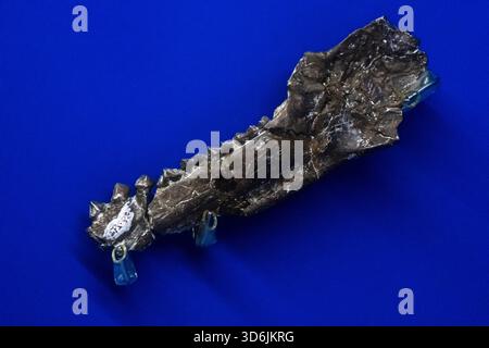 dacrytherium ovinum, fragment of right jaw, roc de Santa, Upper Eocene ...