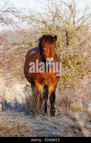 Exmoor Pony (Equus ferus caballus) Ken Hill Norfolk UK GB December 2022 ...