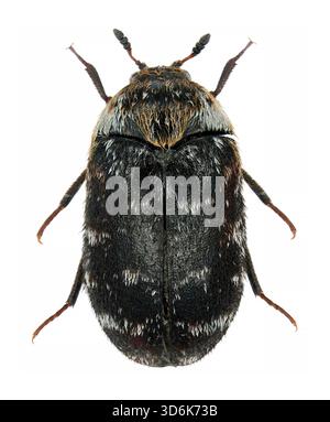 Beetles in the family Dermestidae, the skin beetles. Genus of Dermestes ...