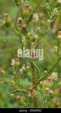 Natural pest control: Detail of a ladybug eating an aphid on a tree ...