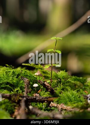 A closeup shot of mushrooms on a mossy old log in a forest Stock Photo ...