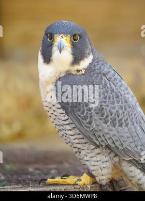 Close up of a Peregrine Falcon Stock Photo - Alamy