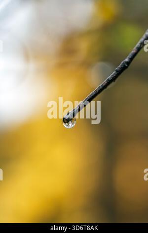 A selective focus shot of a water droplet falling in water Stock Photo ...