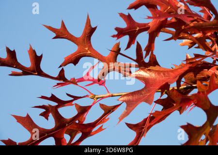 Pin oak tree leaves turning red in autumn Quercus palustris Stock Photo ...