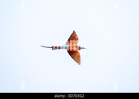 Scarlet Bee-eater (Merops nubicoides Stock Photo - Alamy