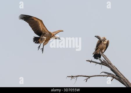 Two white-backed vultures (Gyps africanus) standing on the ground Stock ...
