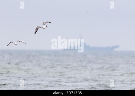 Seagulls (Larus sp.) in flight Stock Photo - Alamy