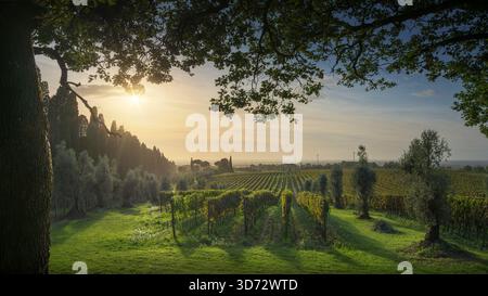 The vineyards of Bolgheri in autumn at sunset, Tuscany Stock Photo - Alamy