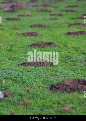 Holes in the ground (with some garbage around) trees to be planted in ...