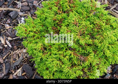 Small Tiny Low Size Form Dwarf Conifer In The Garden Chamaecyparis ...