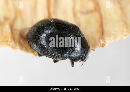 Scymnus nigrinus, ladybird beetle or lady beetles. An efficient ...