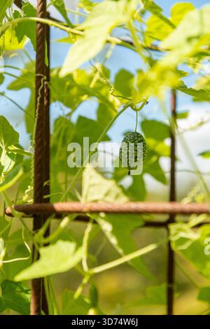 creeping cucumber (Melothria pendula Stock Photo - Alamy