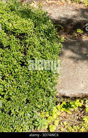 Zurich, Switzerland, September 15, 2025 Daphne Sericea plant at the ...