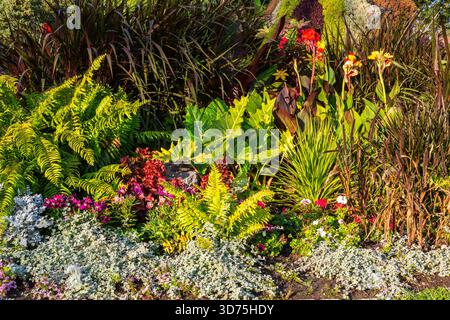 Mixed border with Alocasia - Elephant's Ear, Ipomoea purpurea - Common ...