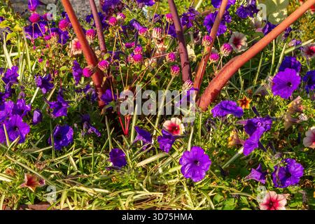 Mixed border with Alocasia - Elephant's Ear, Ipomoea purpurea - Common ...