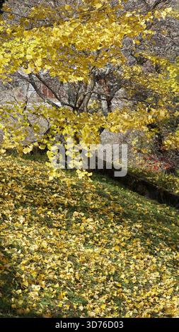 Obara Shikizakura – The Four-Season Cherry Blossoms of Toyota, Japan ...