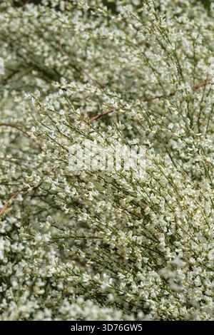 Small white flowers of flowering pea in drops of water close-up Stock ...