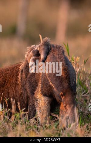 Giant anteater (Myrmecophaga tridactyla), at dusk, in front of sunrise ...