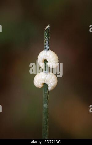 Roasting on fire little coconut worm in the amazon rainforest Stock ...