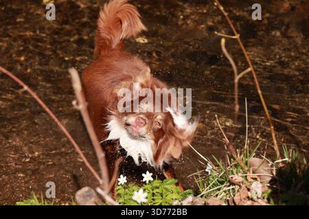 Dog splashing in small stream on a walking path in the Palatine Forest ...