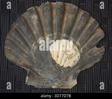 Pecten (Chlamys) latissimus, a fossil bivalve mollusk (Pliocene, Italy ...