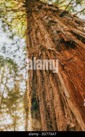 Tree trunk with a lot of bark and a few holes. The bark is brown and ...