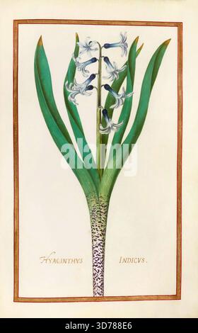 Hyacinth, historical, digitally improved reproduction from Theatrum ...