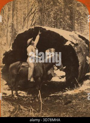 Fallen Monarch big trees, Mariposa Grove, Cal Fallen Monarch big trees ...