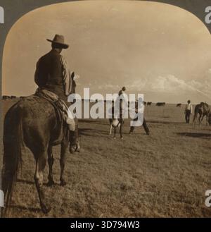 Method of Throwing a Cow - on the Palodoro Ranch, Palodura, Texas, USA ...