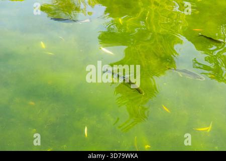 Green shimmering fish pond Stock Photo - Alamy