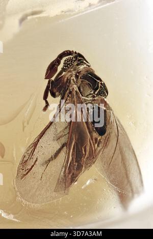 Strepsiptera twisted-winged parasite trapped in Eocene Baltic amber 40 ...