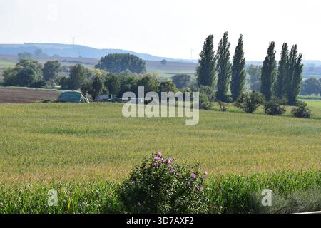 wide corn fields in the Eifel Stock Photo - Alamy