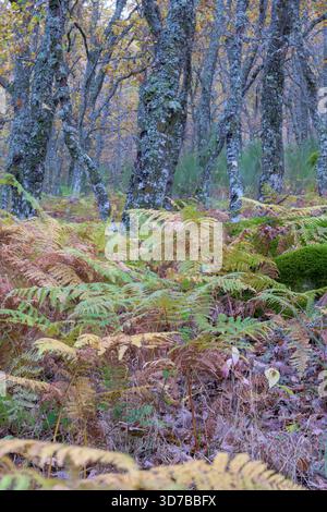 A vertical shot of tree trunks and green grass in a quiet summer forest ...