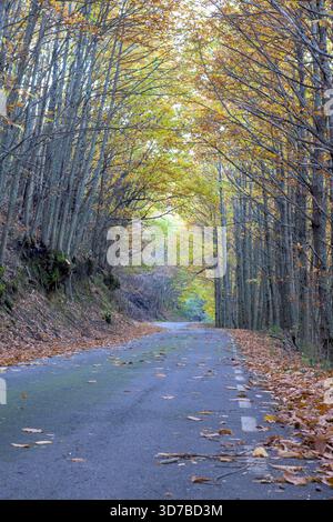 A low angle shot of fallen tree logs over a river Stock Photo - Alamy