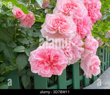 beautiful rose bush flowers at summer sunset after rain Stock Photo - Alamy